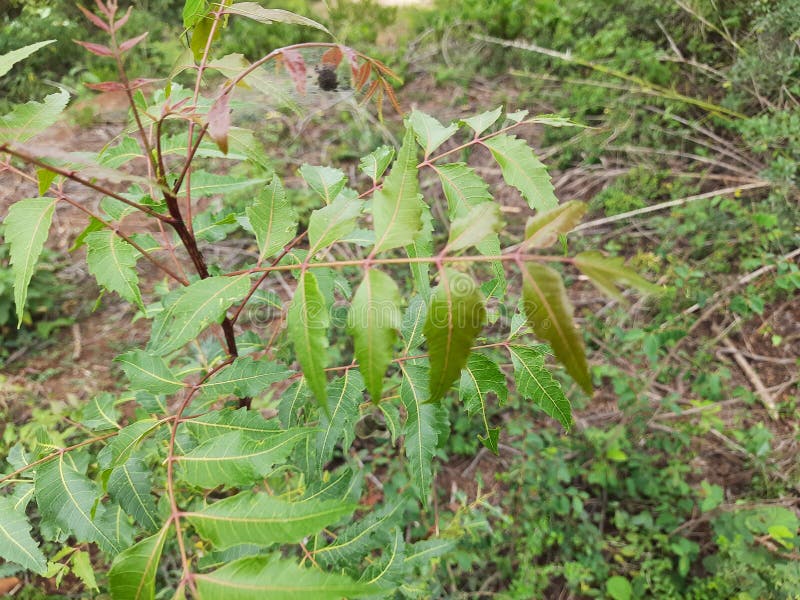 Young Neem Tree in Clay Pot on White Background. Azadirachta Indica ...