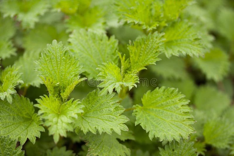 Nettles Growing on a Wire Irish Fence in Spring Stock Image - Image of ...