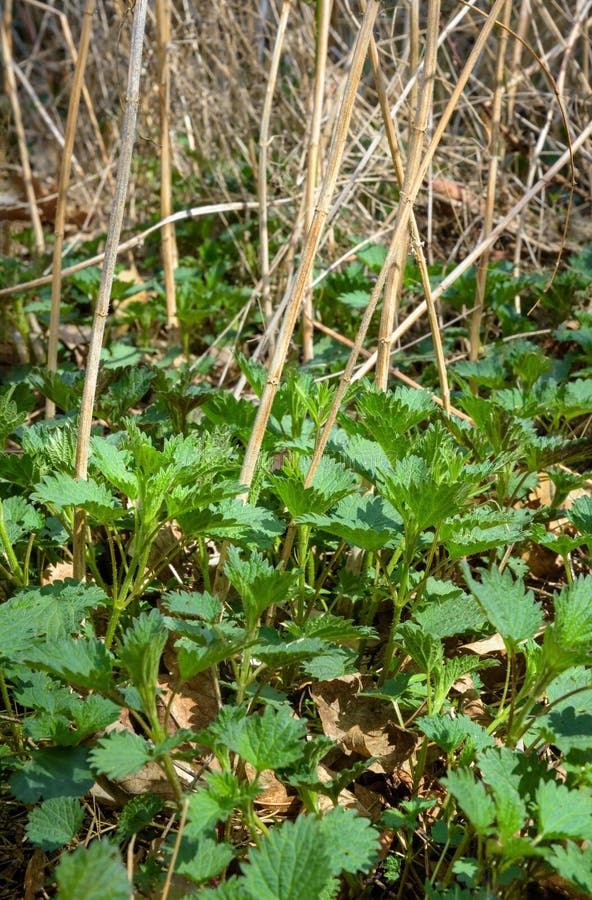 Young Nettles Stinging Herb, Wild Nettle Background, Spring Grass Food ...