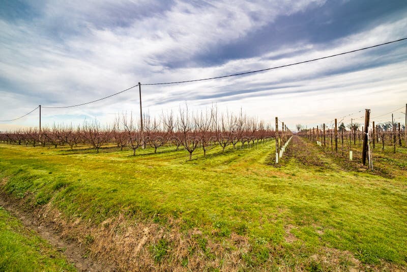 Young new crops in winter stock photo. Image of italy - 67436800