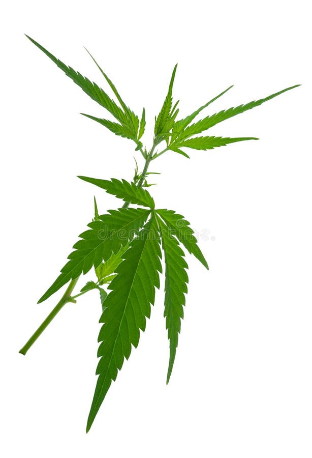 A Young New Growing Cannabis (marijuana) Plants Stock Photo - Image of ...