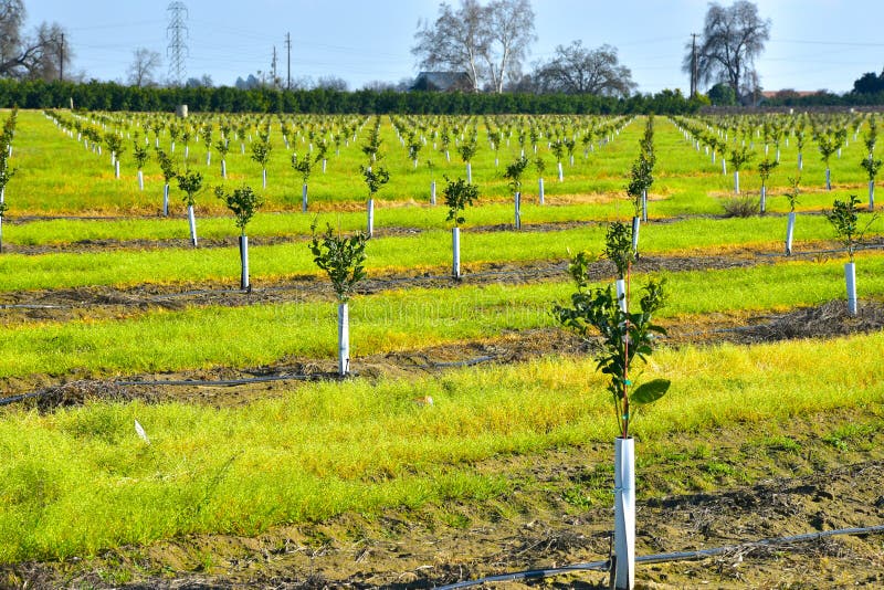 Young New Planted Orange Trees in California Stock Photo - Image of ...
