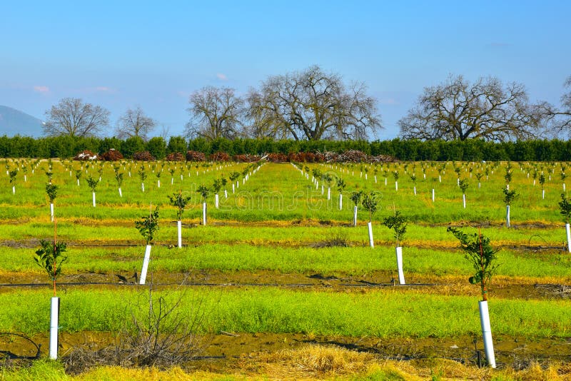 Young New Planted Orange Trees in California Stock Image - Image of ...
