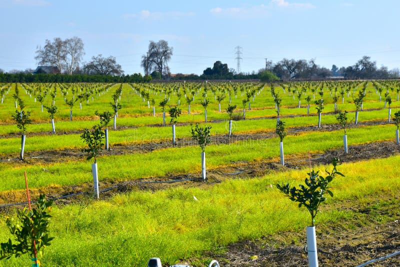 Young New Planted Orange Trees in California Stock Photo - Image of ...