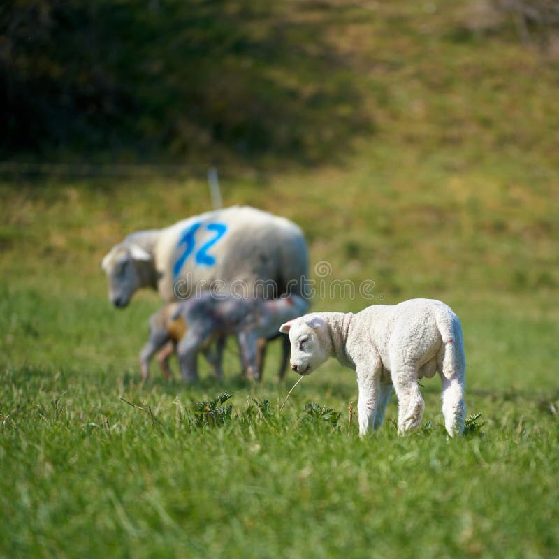 Young Newborn Lamb on a Meadow Stock Image - Image of countryside ...