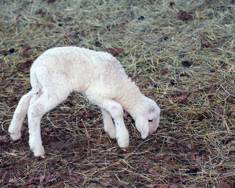 Young Newborn Lamb Walking with Difficulty Stock Photo - Image of white ...