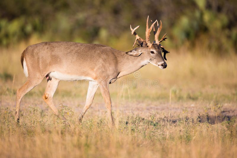 Massive Non Typical Whitetail Buck Making Rub On Tree Branch During The ...