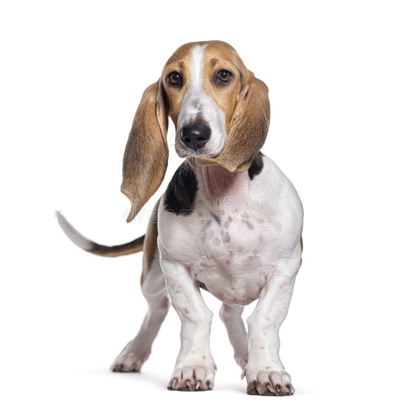 Young Norman Artesian Basset Dog, Isolated on White Stock Image - Image ...