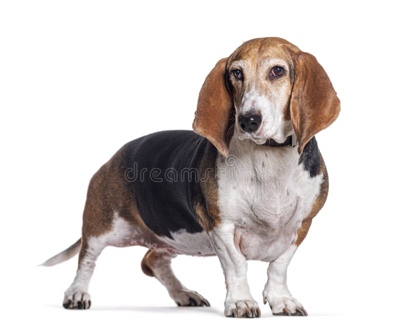 Young Norman Artesian Basset Dog, Isolated on White Stock Photo - Image ...