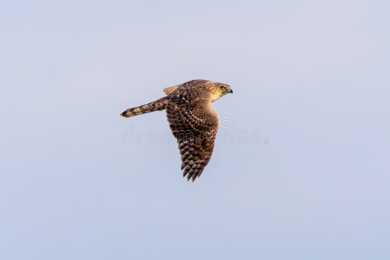 A Sparrow Hawk Lurking in the Bush. Stock Photo - Image of lurk, hawk ...