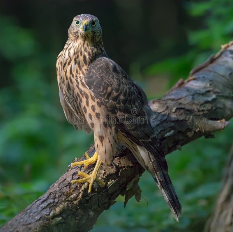 Young Northern Goshawk Posing on Bulky Trunk while Looking Forward ...