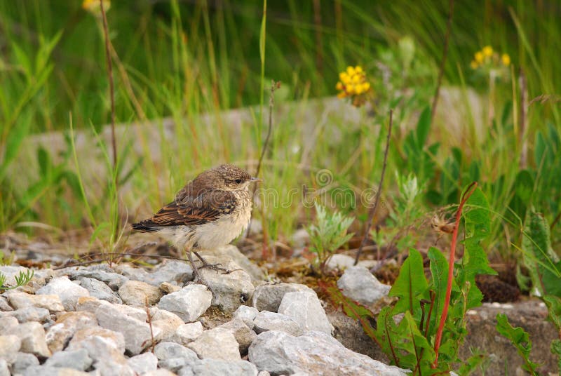 Juvenile Northern Wheatear stock photo. Image of meadow - 29627110