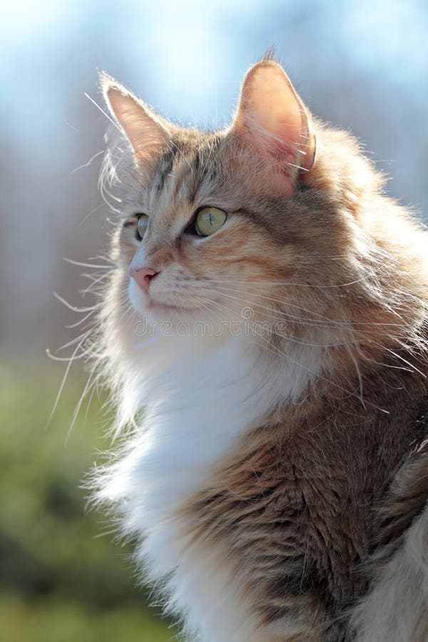 Young Norwegian Forest Cat Female Stock Image - Image of feline ...