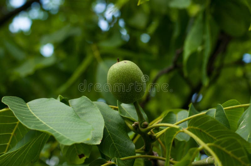 Young Nut on the Tree. Green Fruit on the Tree Stock Photo - Image of ...