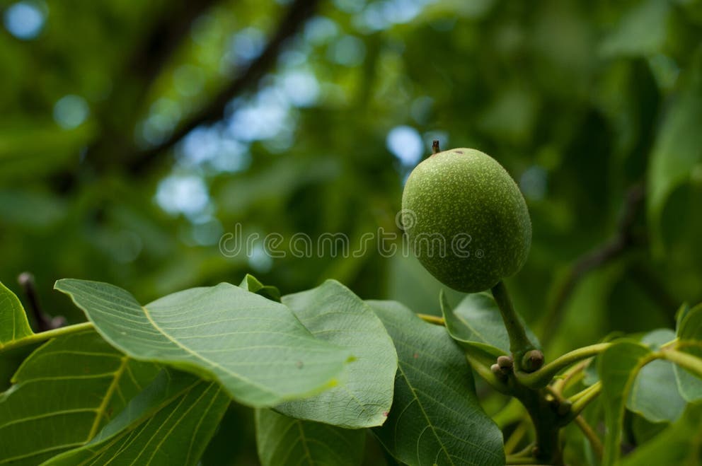 Young Nut on the Tree. Green Fruit on the Tree Stock Image - Image of ...