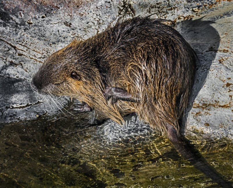 Nutria 8 stock photo. Image of animal, environment, fauna - 14794092