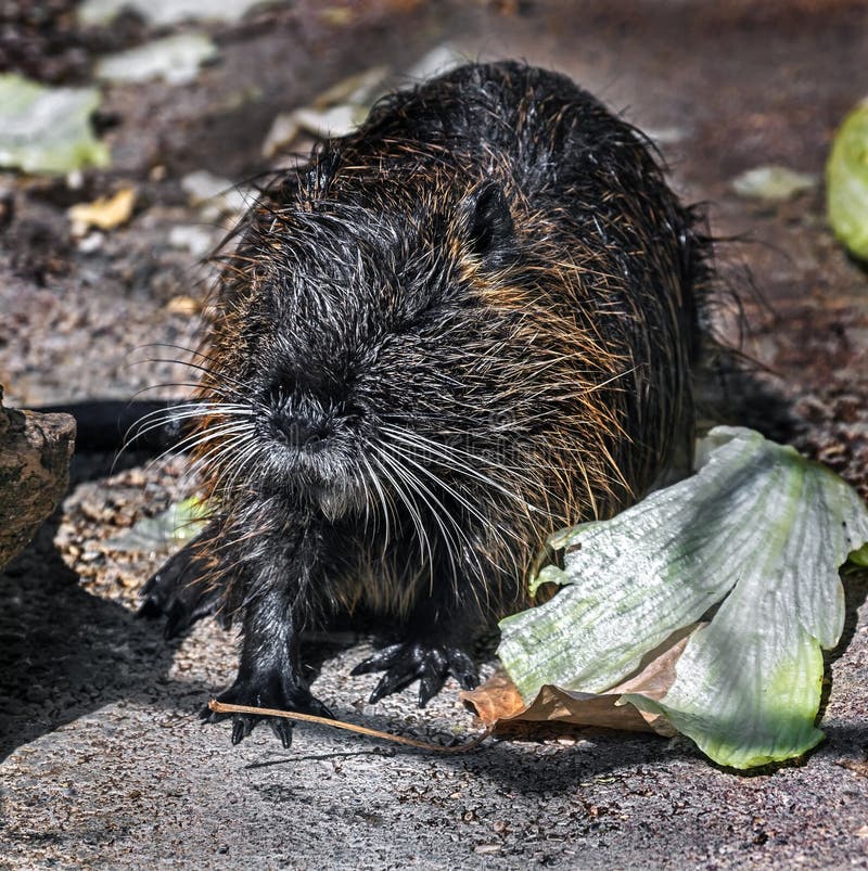 Young nutria 9 stock image. Image of animal, view, tooth - 214613771