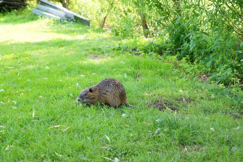 A Young Nutria Running Across a Path Stock Image - Image of rodent ...