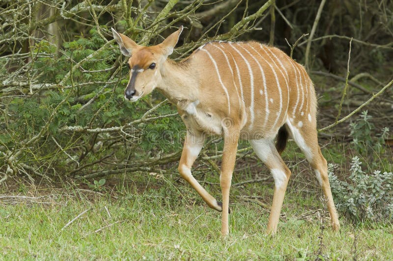 Young Nyala antelope stock image. Image of fawn, wilderness - 18260991