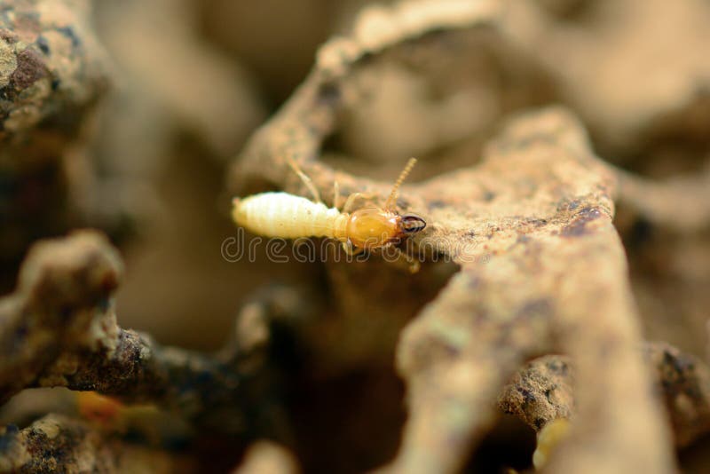 Young nymph termite stock image. Image of life, unity - 98721905