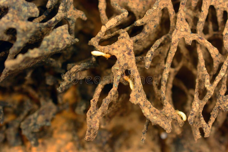 Young nymph termite stock image. Image of insect, macro - 98721923