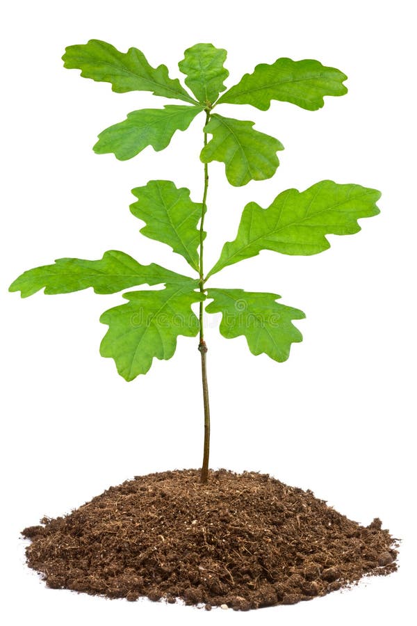 Small oak tree stock image. Image of plant, growth, sapling - 14406807