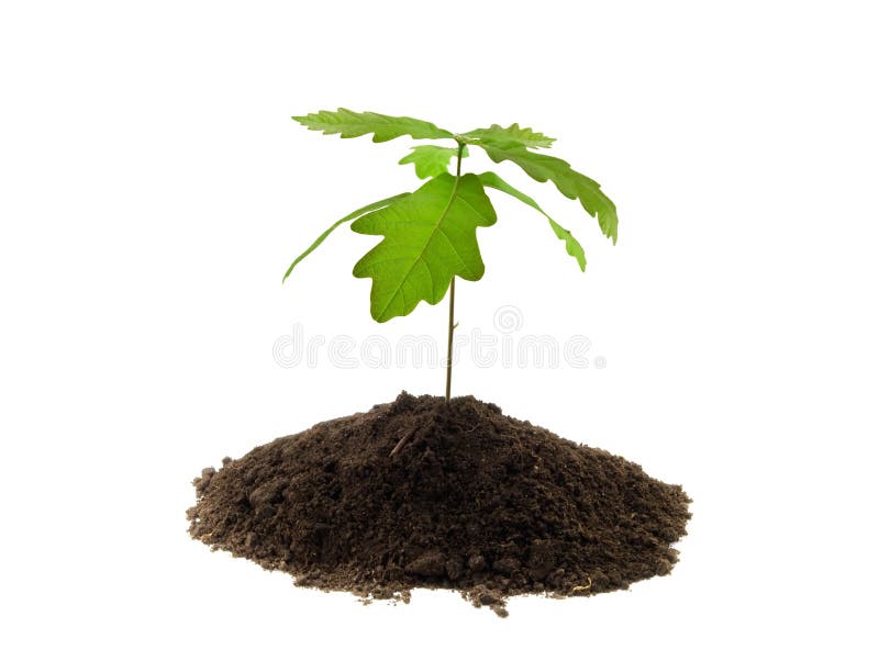 Young oak stock photo. Image of land, nature, dirt, isolated - 18303906