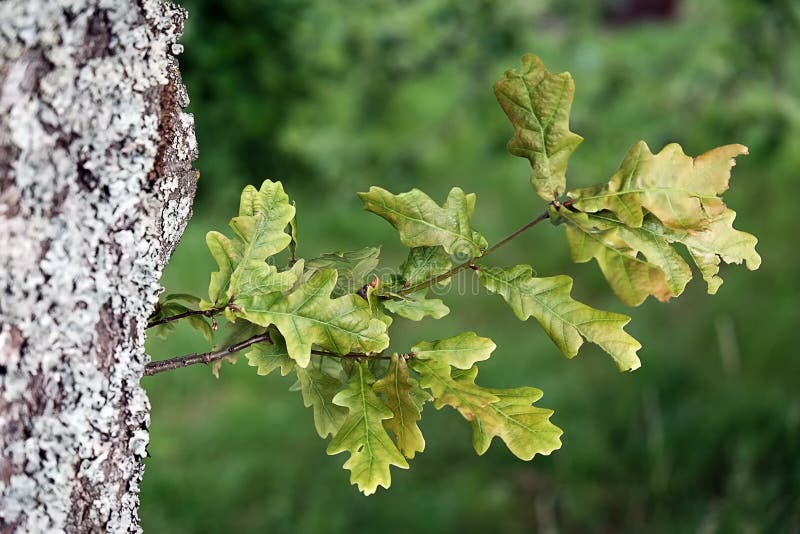 Young oak branch stock image. Image of botany, spring - 95408133