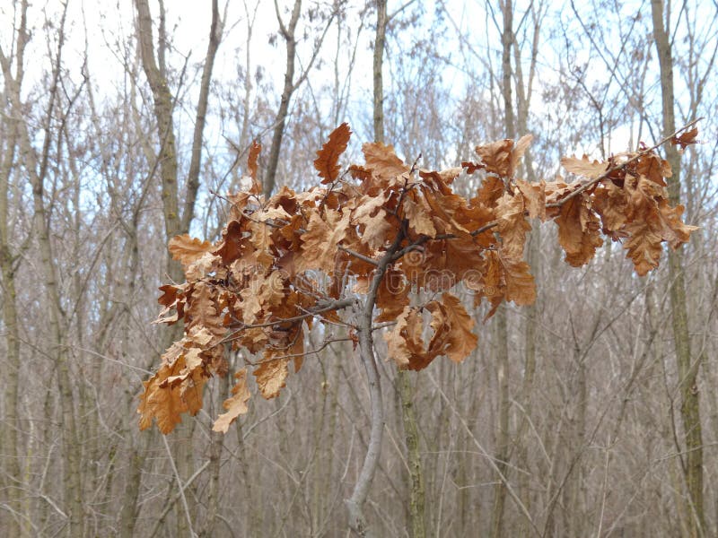 A Young Oak Does Not Give Up Its Leaves Even If they are Dead Stock ...