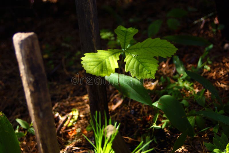 A Young Oak Tree Illuminated by the Sun. Stock Image - Image of ...