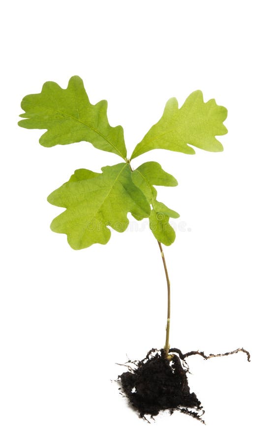 Young oak isolated stock image. Image of symbol, natural - 116810849