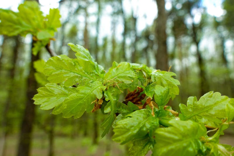 Young Oak Leaves. Early Spring in the Forest Stock Photo - Image of ...