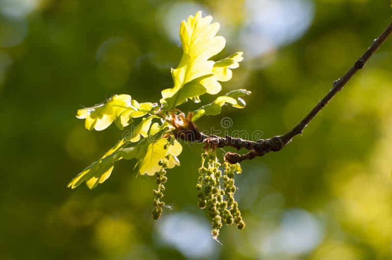 Young oak leaves in spring stock photo. Image of bright - 24671910