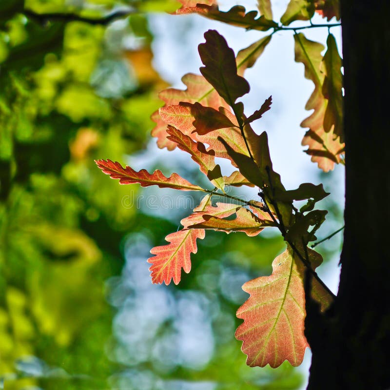 Young Oak Leaves in the Spring Forest. Stock Image - Image of bright ...