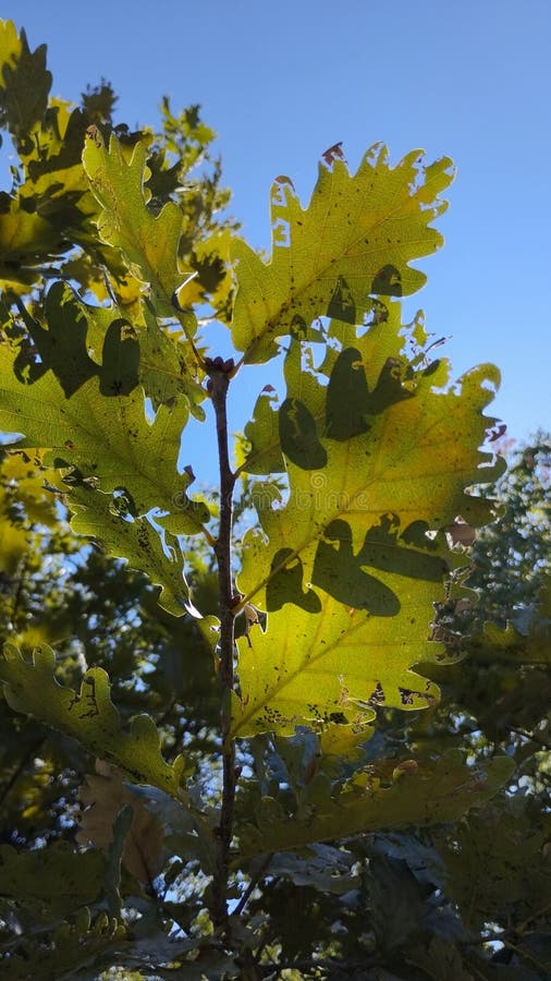 Young Oak Leaves in the Sun Stock Photo - Image of leaf, background ...