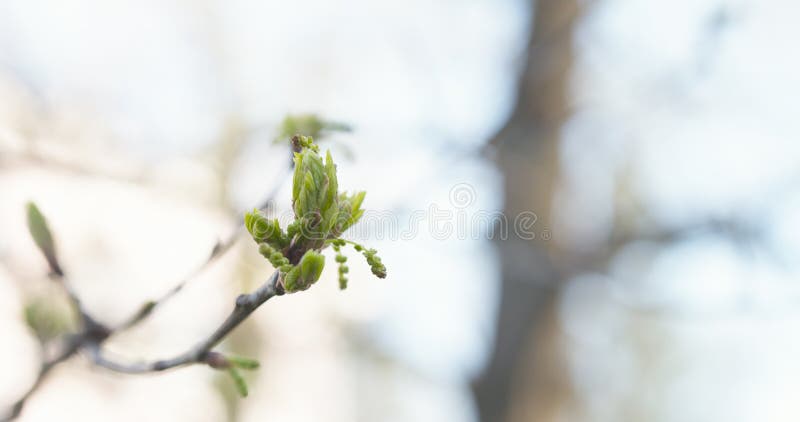 Young Oak Leaves on Tree in Spring Stock Image - Image of green, young ...