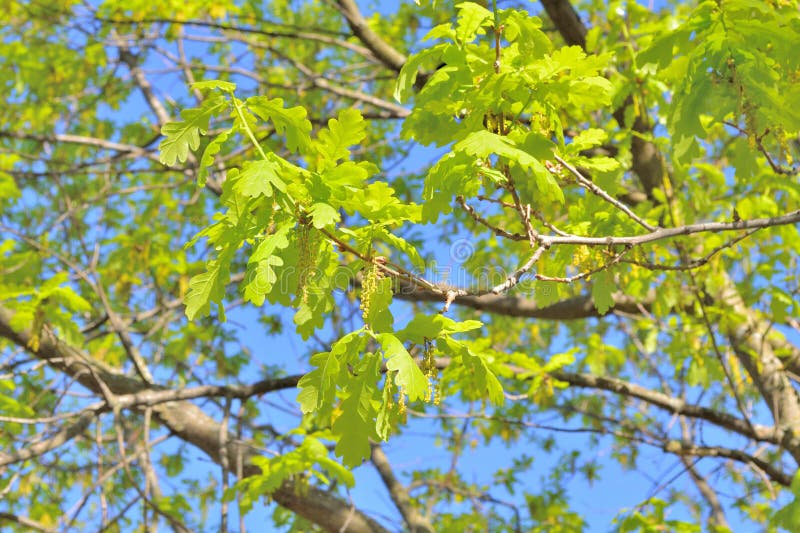 Young oak leaves stock photo. Image of leaves, young - 248770866