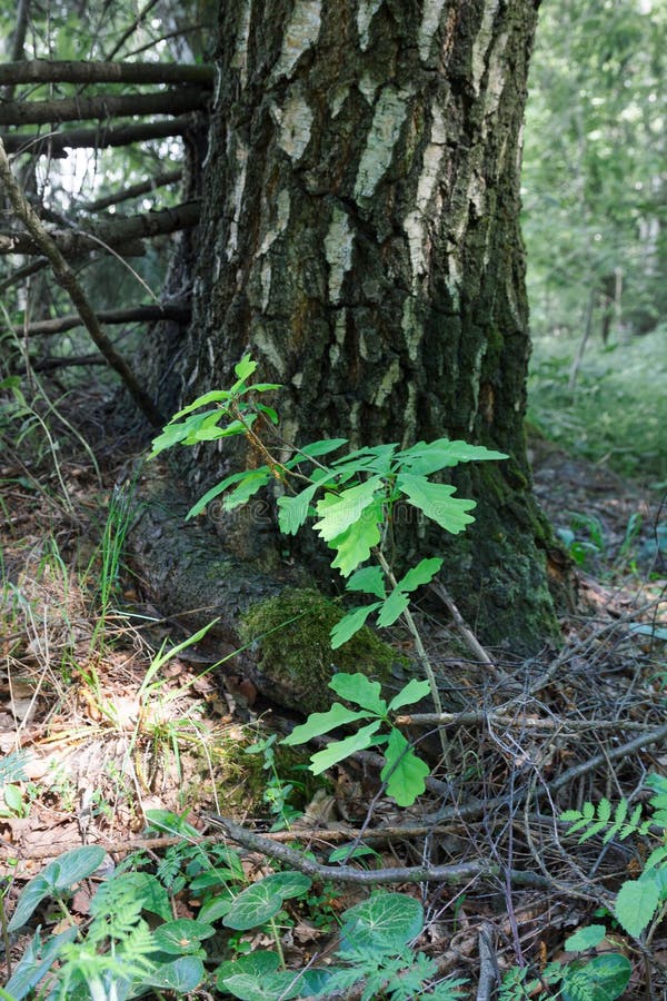 Young oak stock photo. Image of ecosystem, roots, nature - 41443036