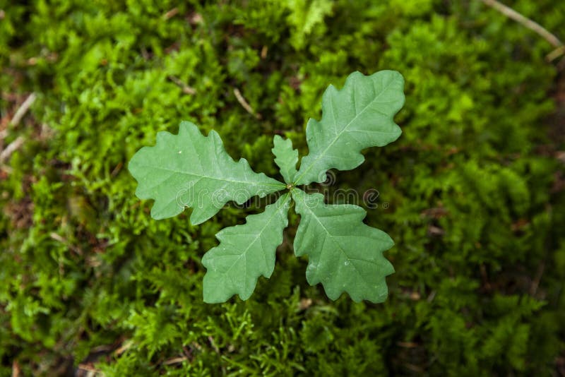 Young oak plant stock image. Image of seedling, botany - 199124185
