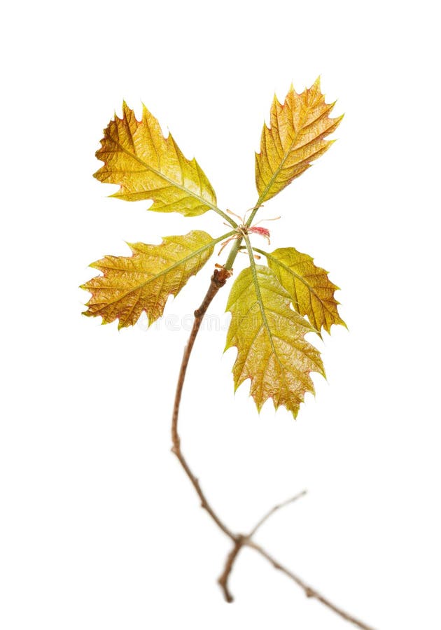 Young oak stock image. Image of grow, green, seedling - 36446985