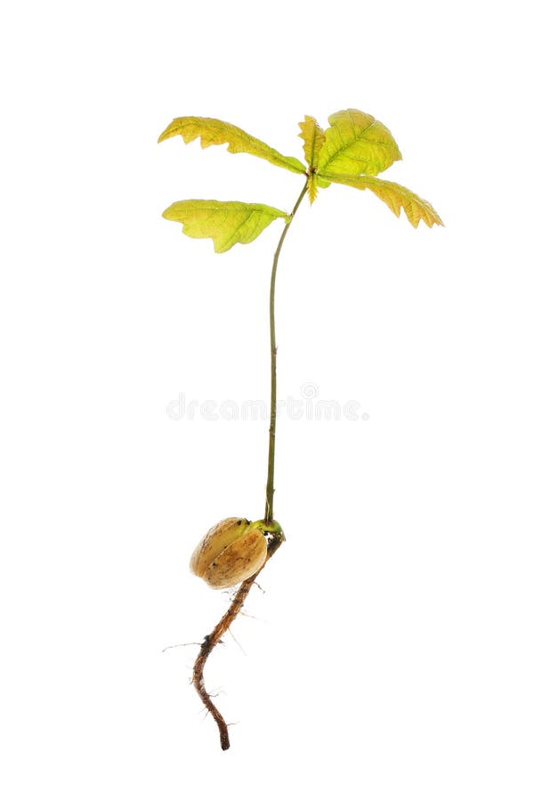 Young oak sapling stock image. Image of background, foliage - 280340767