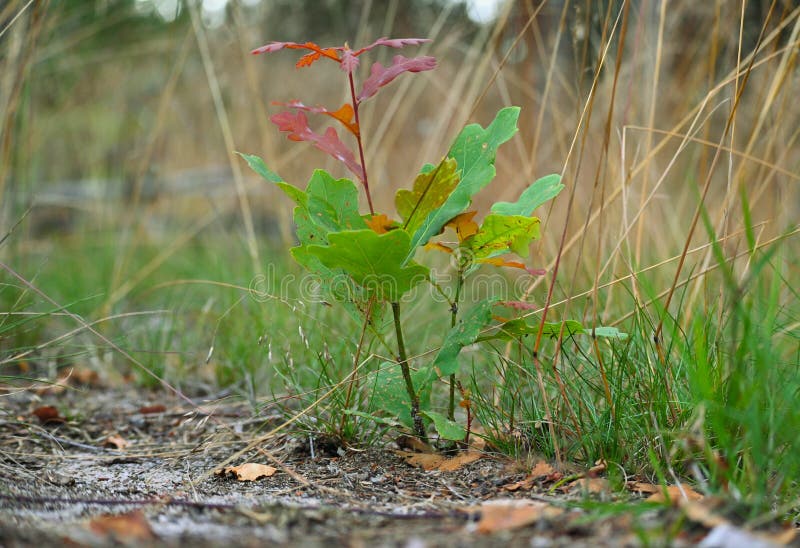 A Small Oak Tree in the Forest Stock Photo - Image of green, foliage ...