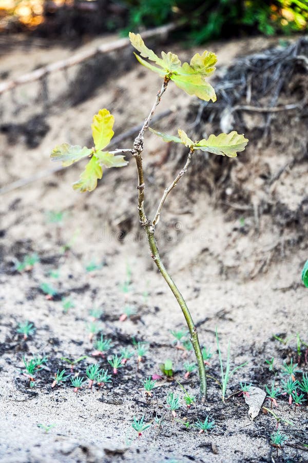 Oak Seedling Grown in the Forest Stock Photo - Image of agriculture ...