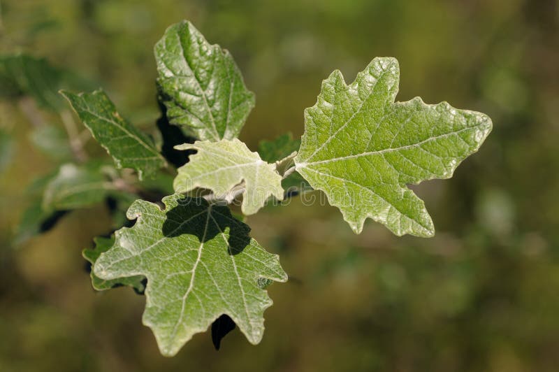 Young Oak Sprout at Spring Park Stock Image - Image of oakling, flora ...