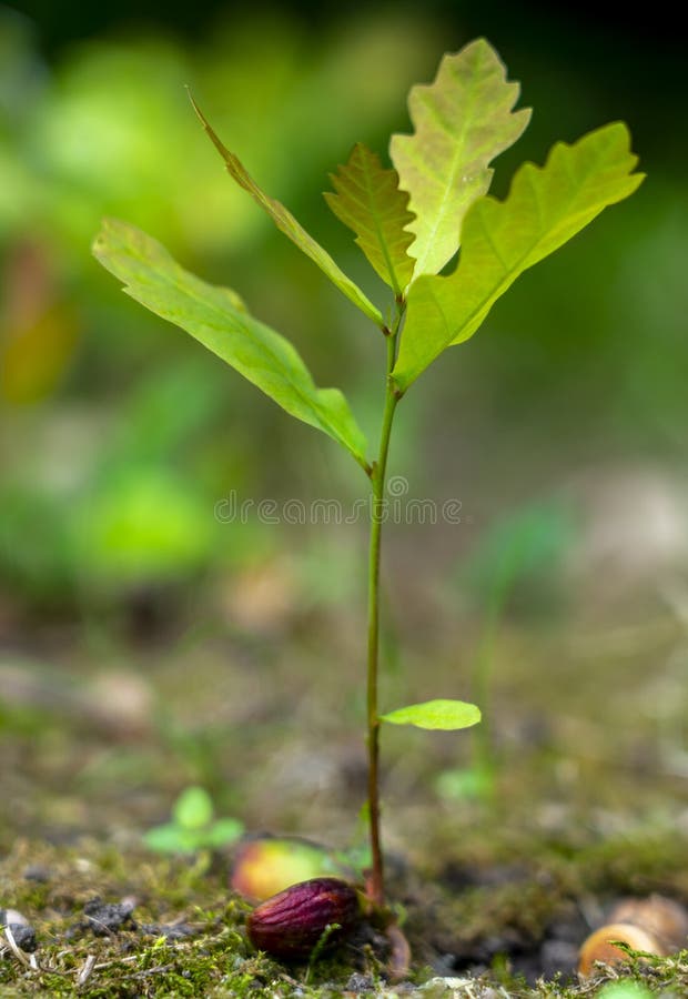 A Young Oak Sprout Sprouting from an Acorn Close-up on a Blurred Green ...