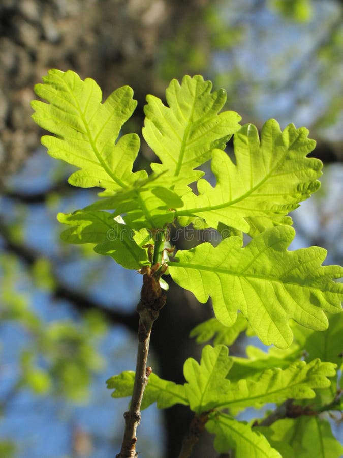 Young oak tree stock image. Image of symbol, summer, beautiful - 2985181