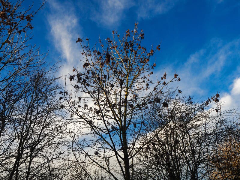 Last Few Leaves on a Young Oak Tree in Winter Stock Photo - Image of ...