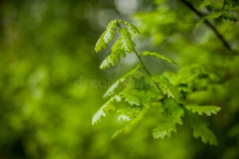 Young oak tree stock image. Image of tree, young, natural - 86237885