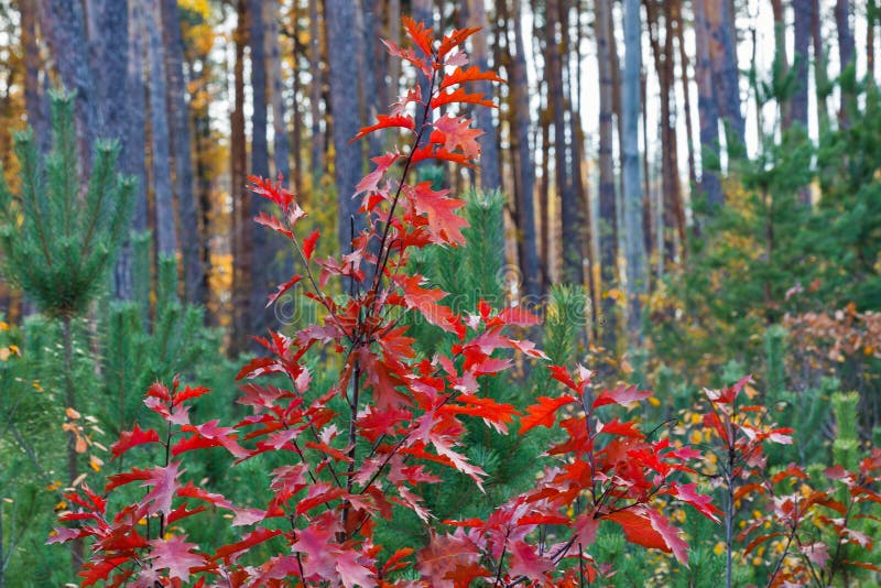 Young Oak Tree in the Forest Stock Image - Image of colorful, bark ...