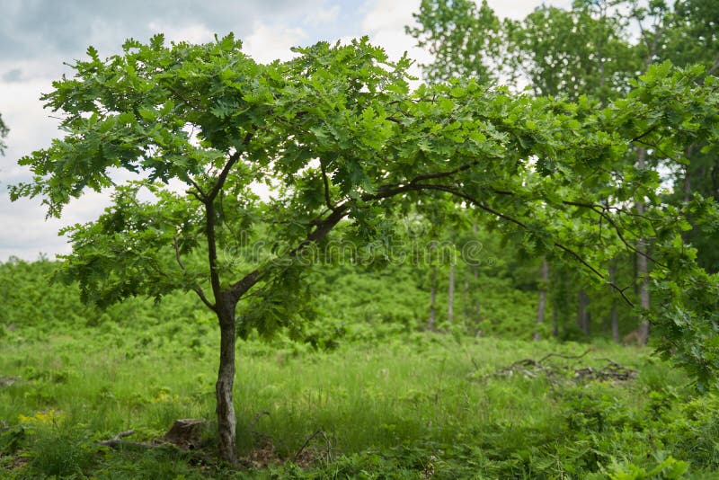 Young Oak Tree by the Forest Stock Photo - Image of beautiful, growth ...